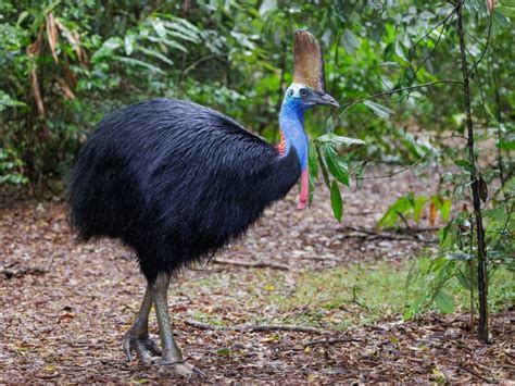 Southern Cassowary Rainforest Giant And Seed Disperser