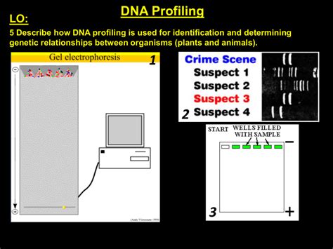 DNA Profiling Identification Genetic Relationships