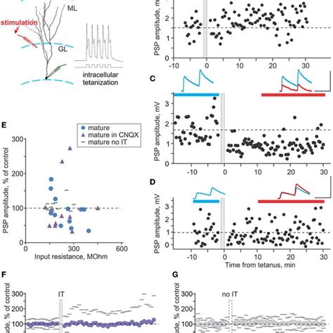 The Hippocampal Trisynaptic Circuit Based On Extensive Anatomical And Download Scientific