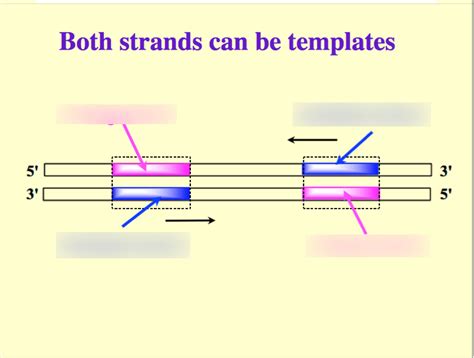 Chapter 12 Gene Transcription And Modification Diagram Quizlet