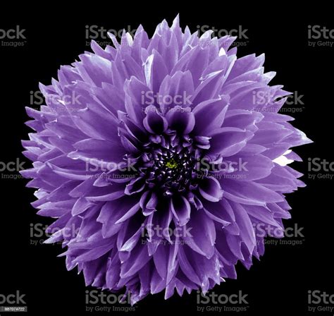 꽃 보라색 달리아입니다 블랙 고립 클리핑 경로와 배경 근접 촬영입니다 아니 그림자입니다 위한 디자인 자연입니다 검정색 배경에 대한 스톡 사진 및 기타 이미지 Istock