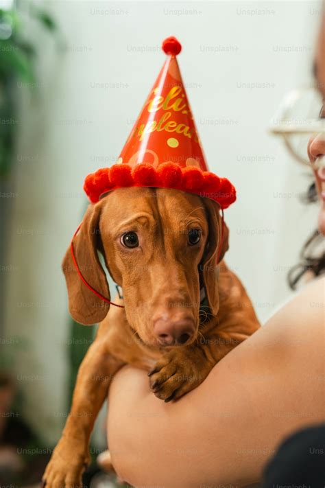 빨간 파티 모자를 쓴 갈색 개 사진 Unsplash의 생일 이미지