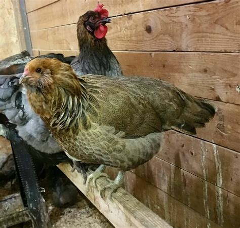Olive Egger Chicken Eggs Appearance And Care Know Your Chickens