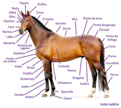 Cavalos Raças Características E Imagens Toda Matéria