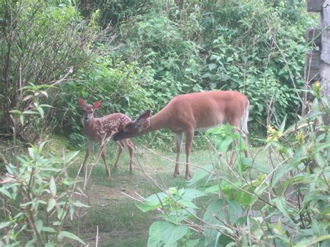 The Walker Stone Celebrates 132nd Birthday High On Leconte