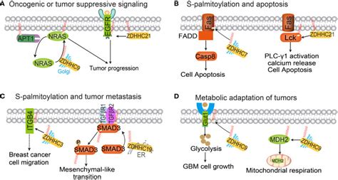 Protein S Palmitoylation Modification Implications In Tumor And Tumor