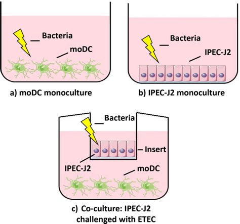 模拟肠道环境的猪体外共培养模型中益生菌胞外多糖对 Etec 感染的免疫调节作用 Veterinary Research Communications X Mol