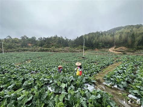 屏南棠口：高山蔬菜喜迎丰收