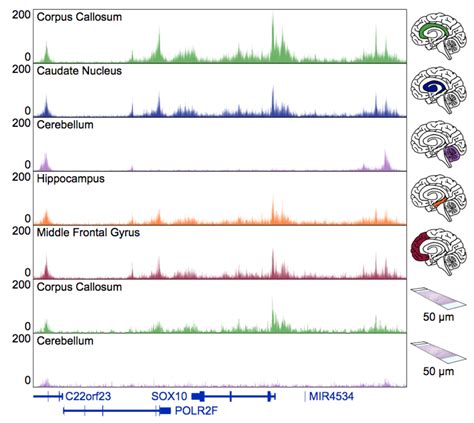 An Improved ATAC Seq Protocol Reduces Background And Enables Interrogation Of Frozen Tissues