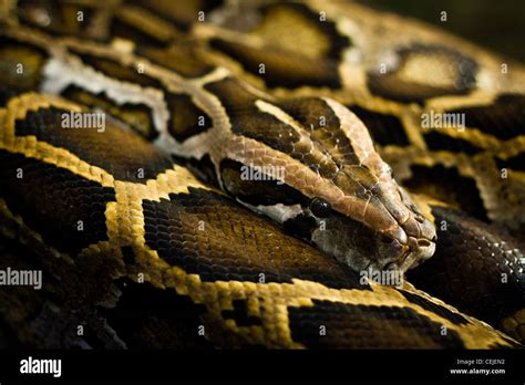 Burmese Python Resting Stock Photo Alamy