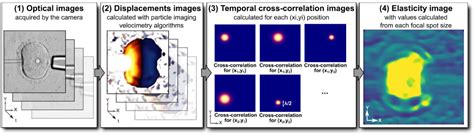 Figure 1 From Ultrafast Imaging Of Cell Elasticity With Optical