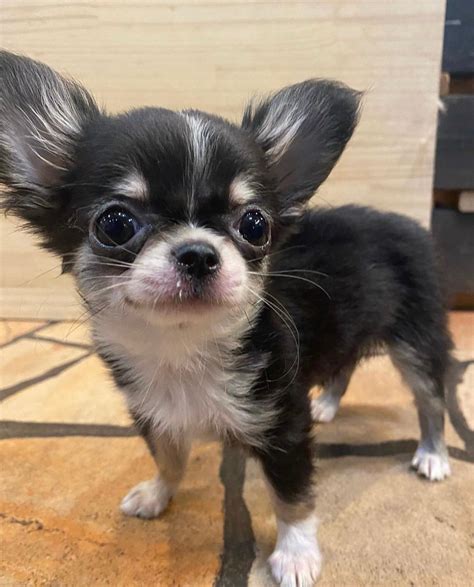 Teacup Chihuahua Puppies For Sale Near Me Under 300 Dollars