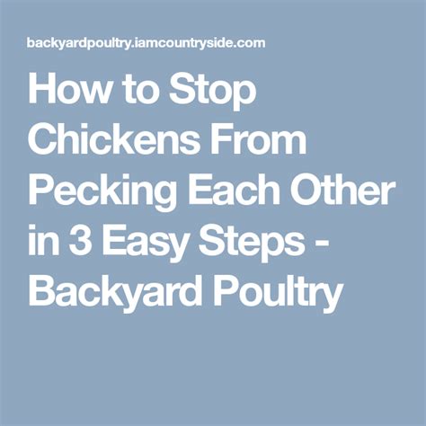 How To Stop Chickens From Pecking Each Other In 3 Easy Steps Backyard