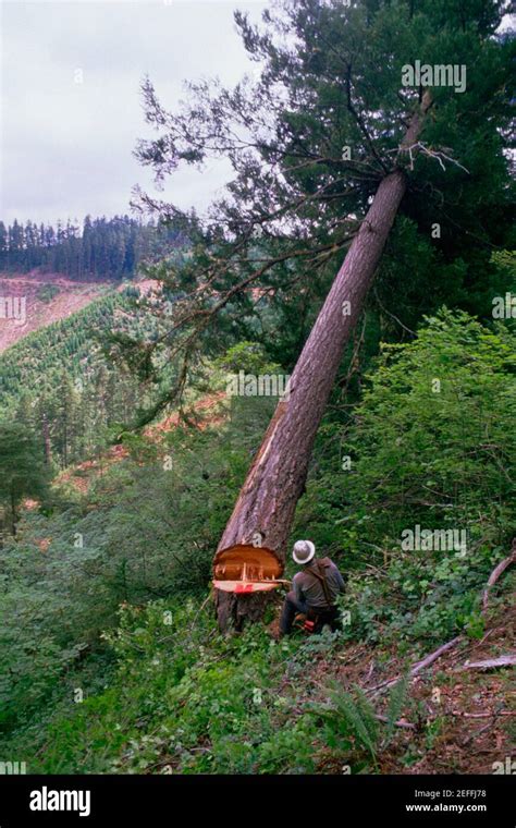 Man Cutting Down Tree Stock Photo Alamy