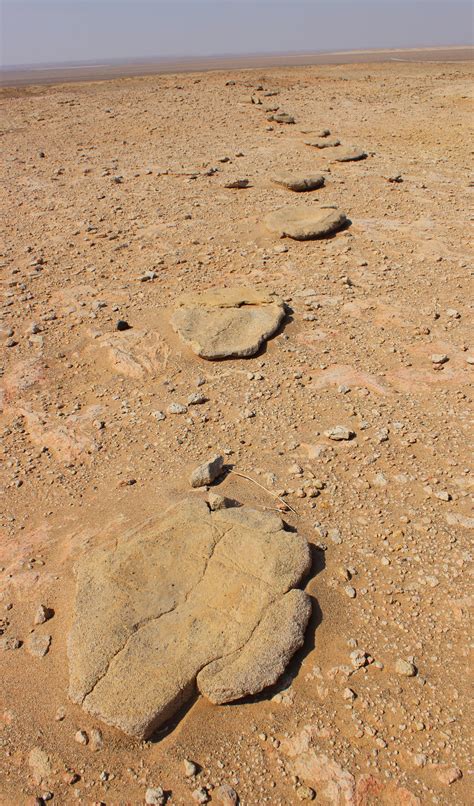 Gallery Mongolia Fossil Dig Australian Geographic