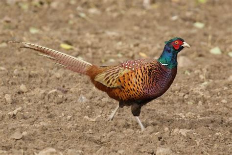 Common Pheasant Common Pheasant