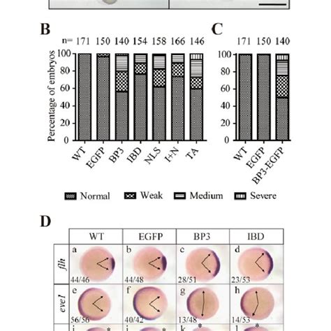 Pdf Igf Binding Protein 3 Exerts Its Ligand Independent Action By Antagonizing Bmp In