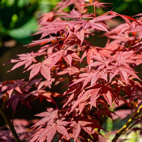 Japansk Lönn Atropurpureum Höjd 40 Cm Röd Plantagen