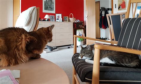 He Looks Quite Peaceful When Asleep Rach Watches The Sl… Flickr