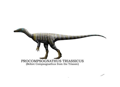 Procompsognathus Triassicus Profile By Hamish1512201 On Deviantart Procompsognathus Triassicus Profile By Hamish1512201 On Deviantart