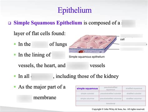 Simple Squamous Epithelium Diagram Quizlet