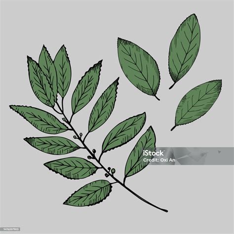 베이 리프로 설정하십시오 손으로 월계수 나무의 가지를 그리고 나뭇잎 승리의 그림 상징과 요리에 대 한 향기로운 향신료입니다 디자인 요소 벡터 개체 그룹에 대한 스톡 벡터