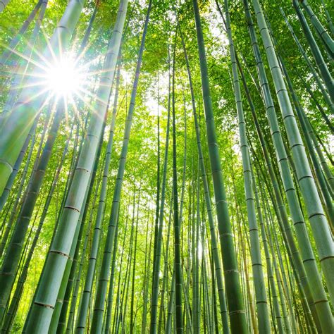 Benefits Of Bamboo Fabric At Victor Lopez Blog