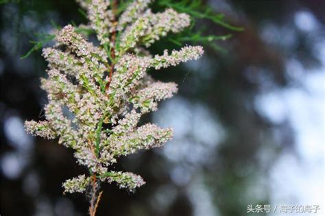 玉纖折得遙相贈便似觀音手裡時沙柳花之氤氳 每日頭條