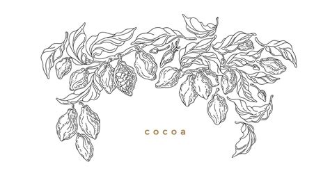 Cocoa Border Graphic Vector Art Line Plantation 26591078 Vector Art