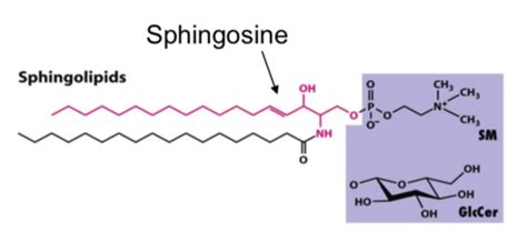 Exam 2 Flashcards Quizlet