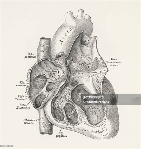 Old Engraved Illustration Of Anatomy Of Human Heart Cross Section Of