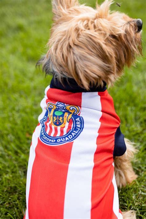 Camiseta Chivas Para Perros Club America For Life 💛💙🦅⚽ We