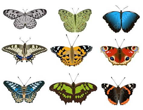 Colorful Butterfly Species