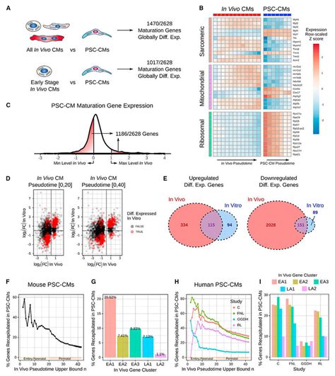 Psc Cm Maturation Shows Both Absolute And Relative Gene Expression