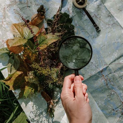 Common Plant Problems Life In Dirt