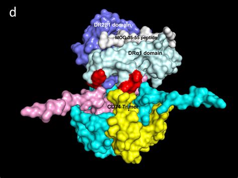 Predicted Structure Of Mifcd74 And Rtl1000cd74 Complexes Pmc