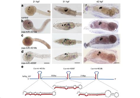 Expression Patterns Of Three Mirnas Detected By Whole Mount In Situ