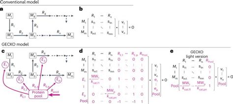 Reconstruction Simulation And Analysis Of Enzyme Constrained Metabolic Eduard Kerkhoven