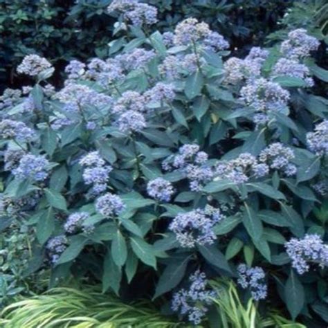 Blue Evergreen Hydrangea Plants Direct Tas