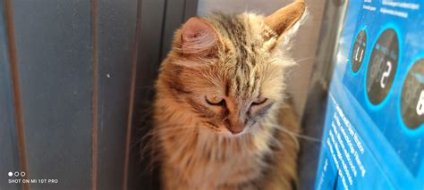 Xiaomi Mi T Pro Marcando El Inicio De La Gama Alta An Lisis