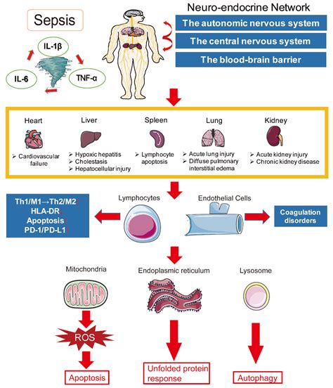 Pathophysiology Flowcharts Ideas Sepsis Septic Shock Sepsis My Xxx