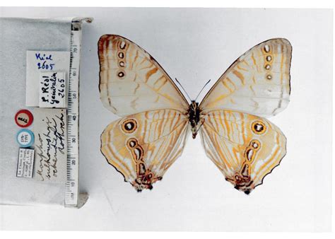 Morpho L Lympharis Type Specimens