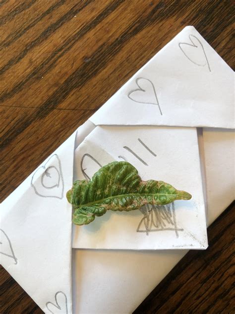 Mandevilla No Fertilizer And No Bugs As Far As I Know What Is This R Plantclinic