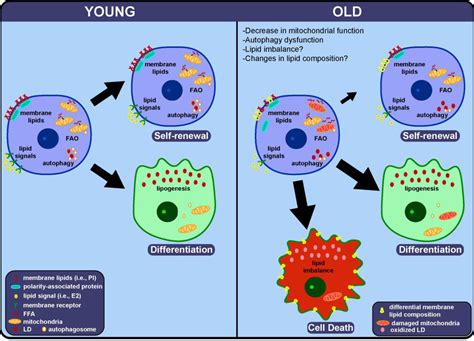 Figure From The Impact Of Ageing On Lipid Mediated Regulation Of Adult Stem Cell Behavior And
