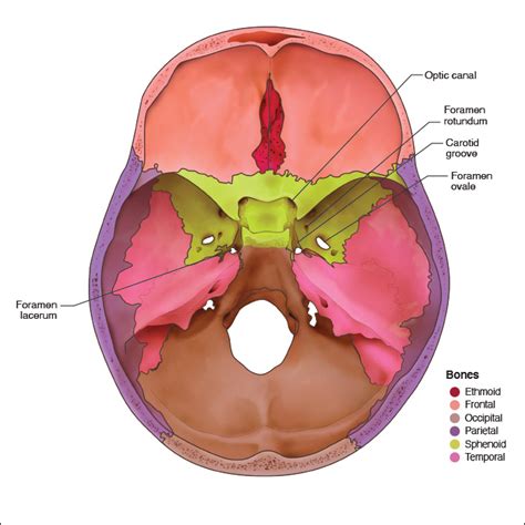 Sphenoid Bone Location Structure Function Teachmeanatomy 40 Off
