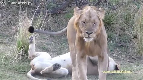 Спаривание животных