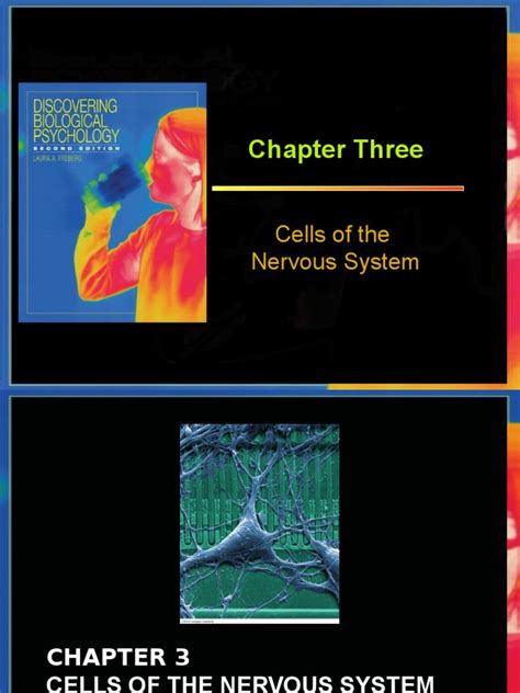 Nervous System Cells Chapter Summary Pdf Action Potential Chemical Synapse