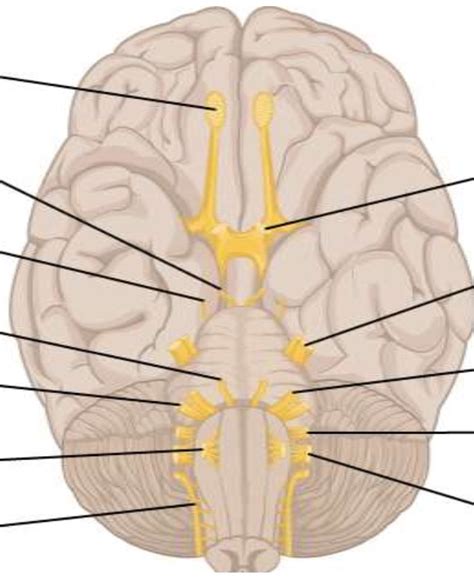 Lab Quiz Diagram Quizlet