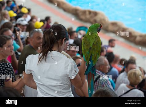 Woman Assistant Bird Trainer Is Holding Big Parrot With Bright