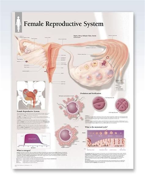 Female Reproductive System Chart 22x28 Reproductive System Female